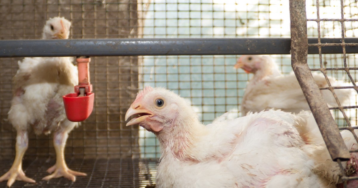 HSUS, other groups sue Trump administration for speeding up chicken ...