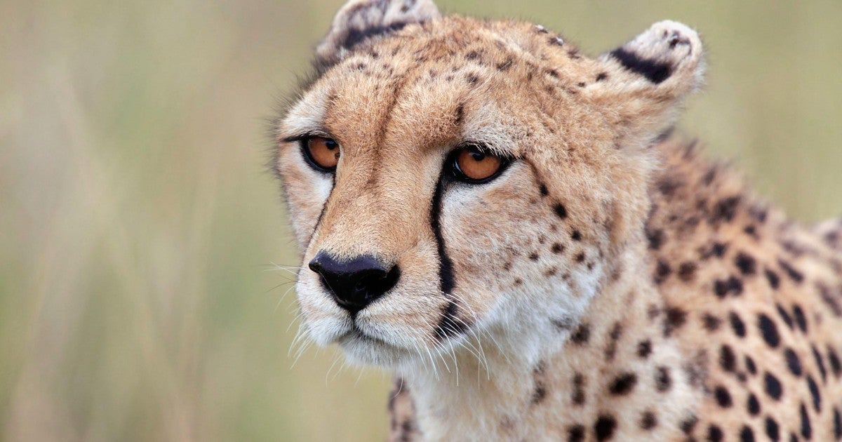 An American trophy hunter wants to bring home an endangered cheetah he ...
