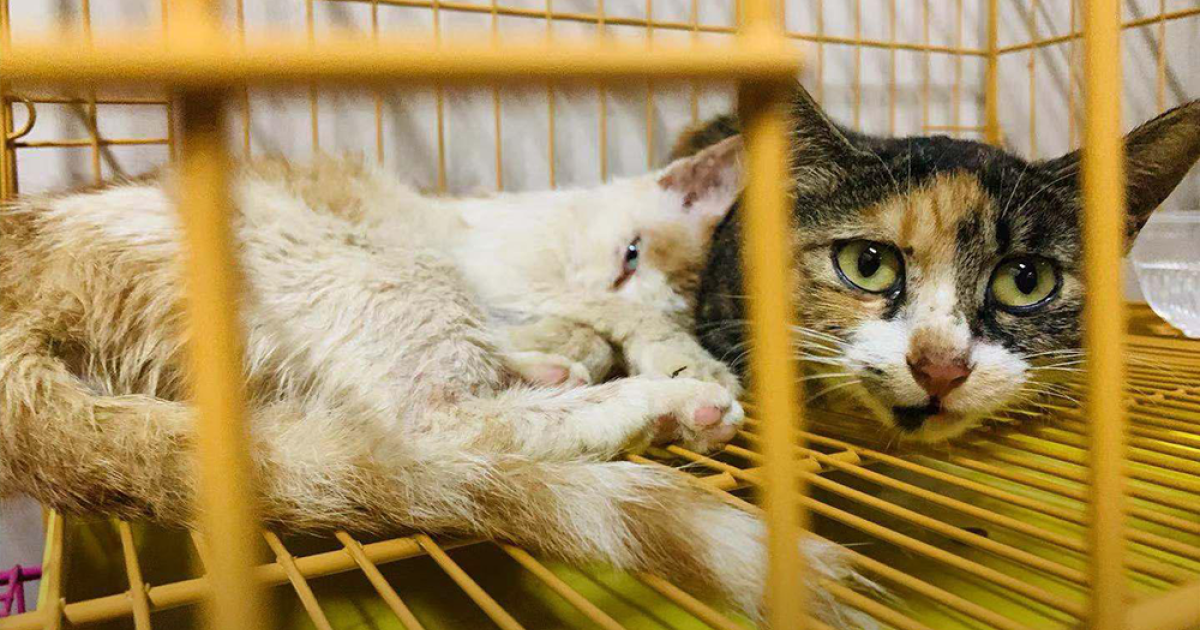 Over 600 cats saved from slaughter in China | Humane World for Animals