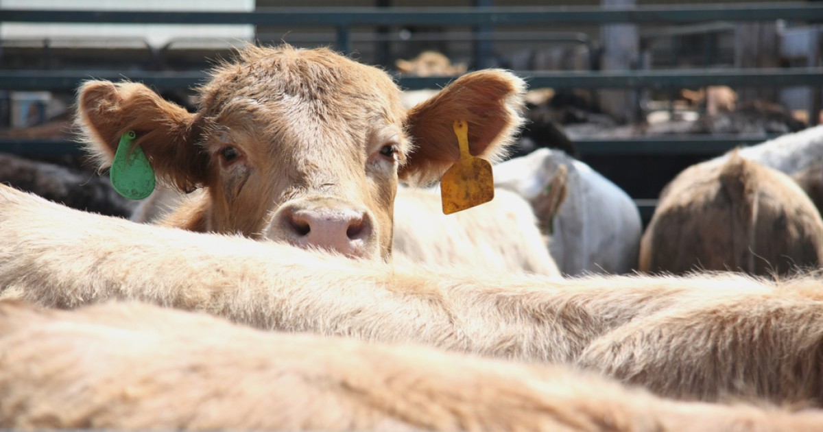 BREAKING NEWS: Judge rejects meat lobby attempt to block California’s ...