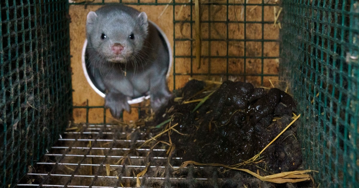 Breaking news: Coronavirus outbreak reported at two Utah mink fur farms ...