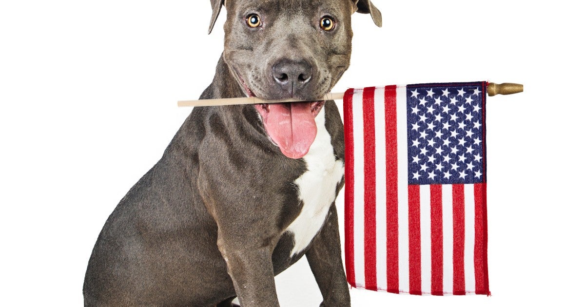 Our 100-day plan for animal protection under the Biden-Harris ...