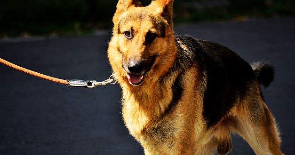 What the 9/11 search and rescue dogs show about our interdependence on ...