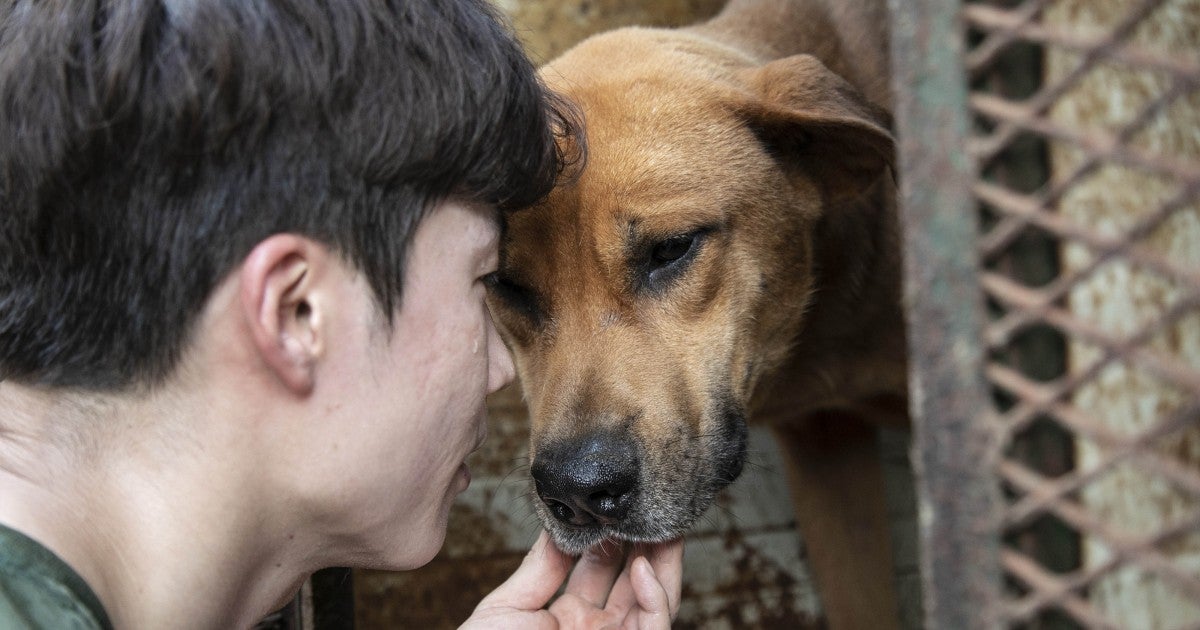 2023: An unforgettable year in the fight to end the dog and cat meat ...