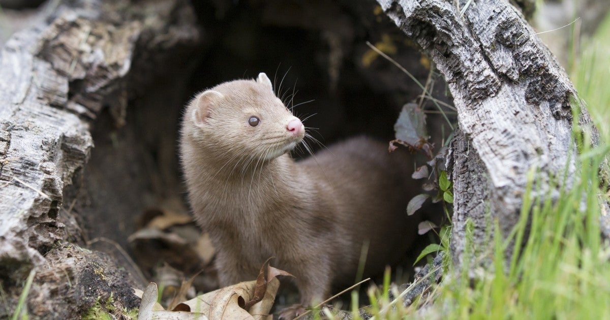 World's largest fur auction house will close as demand for animal pelts ...