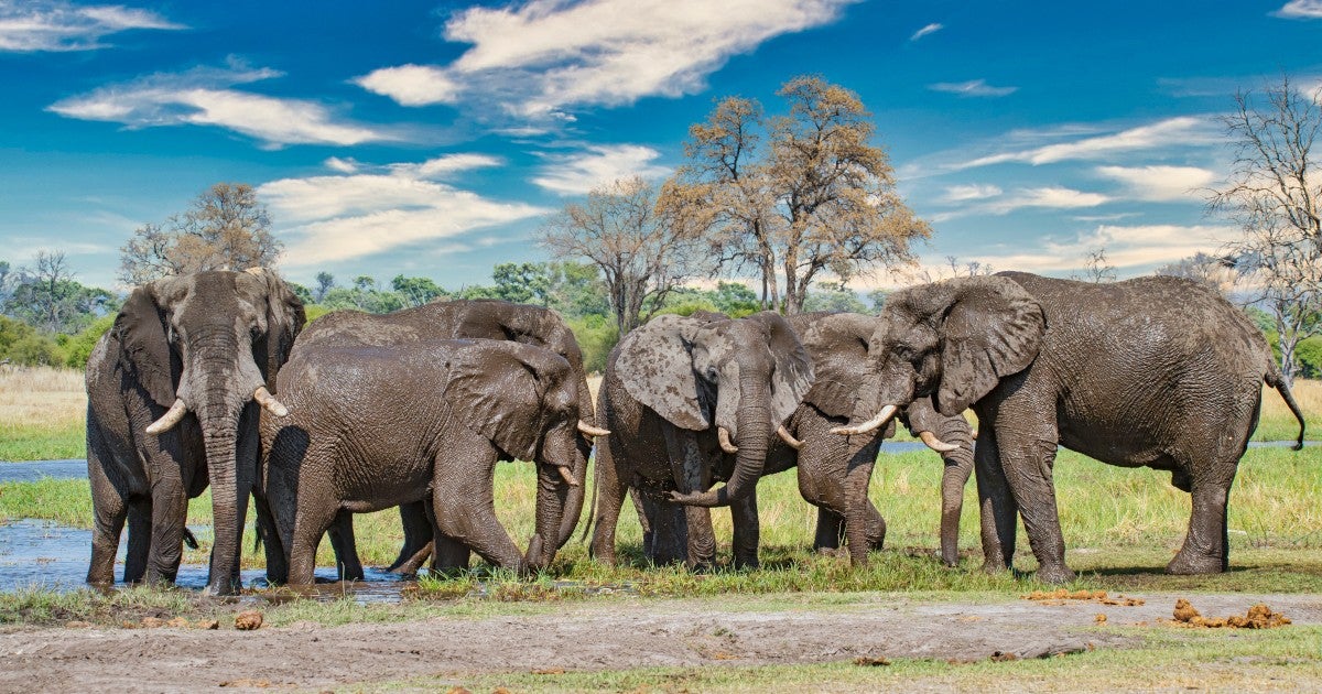 Victory! Court says New York’s ban on ivory, rhino horn sales will stay ...