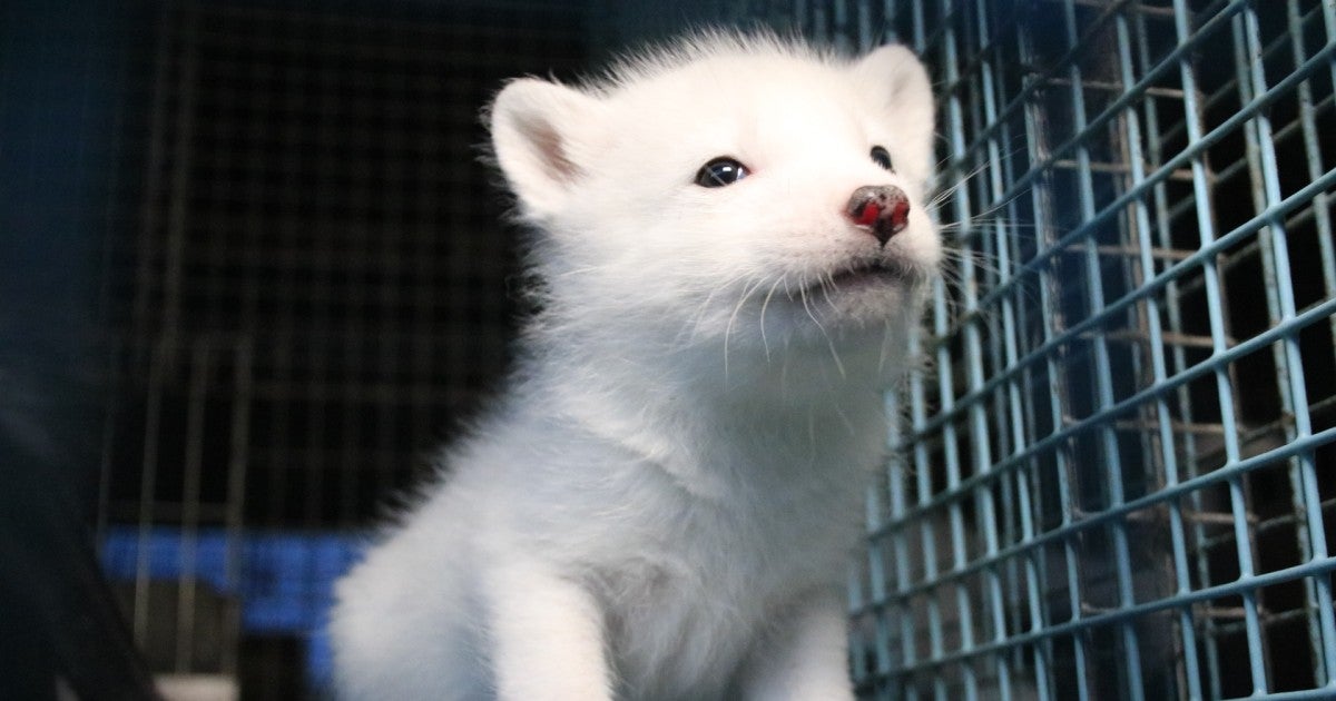 We are one year closer to a fur-free future, thanks to progress in 2023 ...