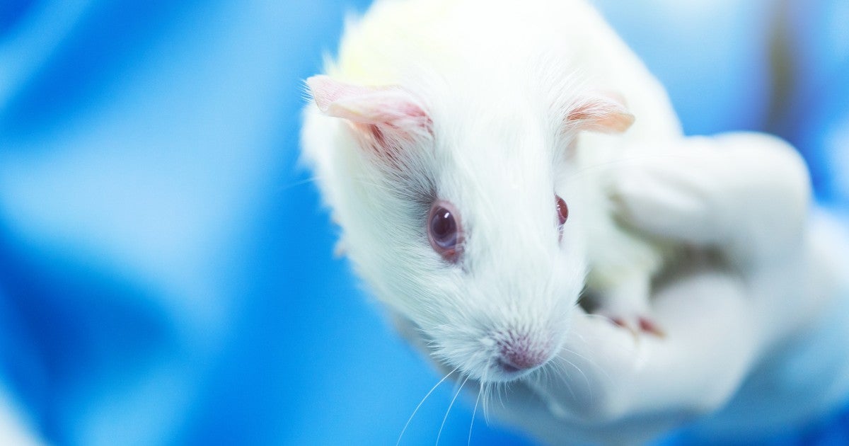 Virginia, Maryland and New Jersey among states moving rapidly to end ...