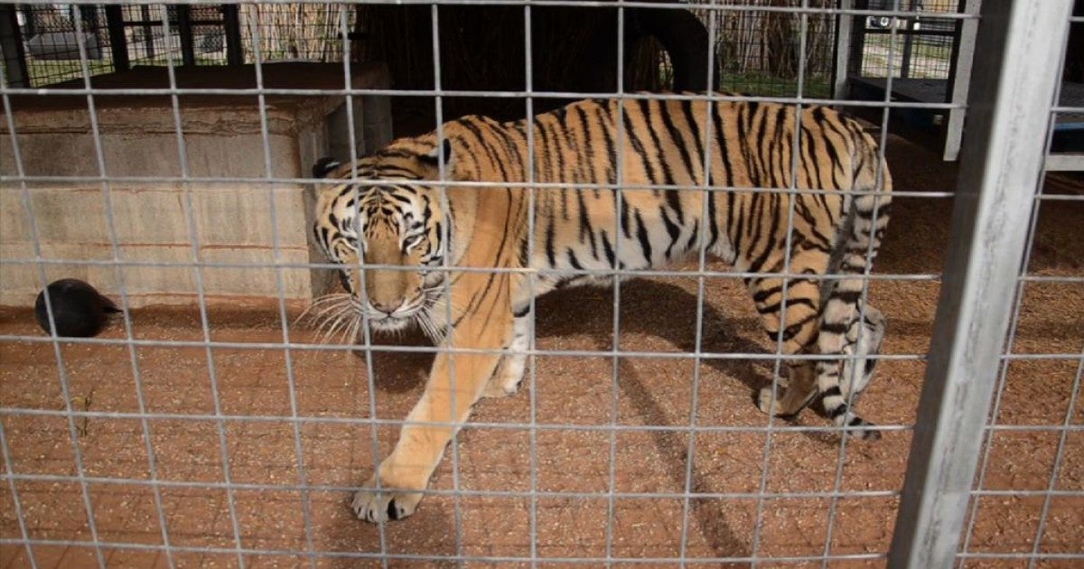 Court gives Joe Exotic’s zoo to Carole Baskin of Big Cat Rescue; but no ...