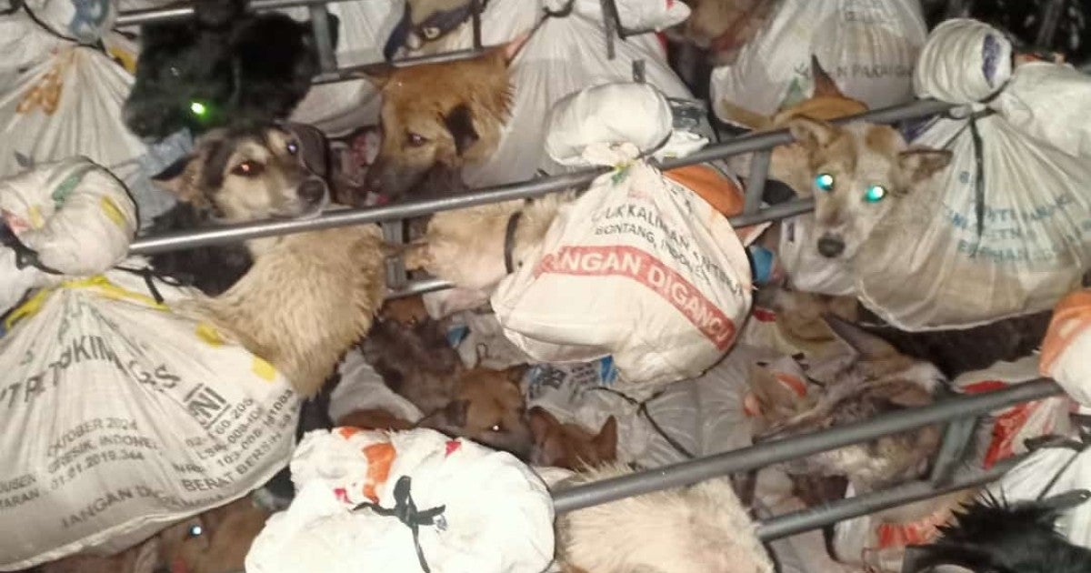 Dog meat traders to be prosecuted for the first time in Indonesian ...