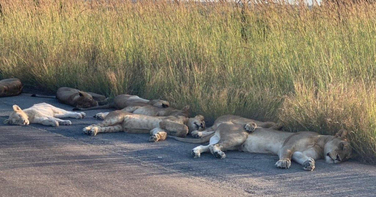 On Earth Day, images of thriving wildlife remind us of the need to ...