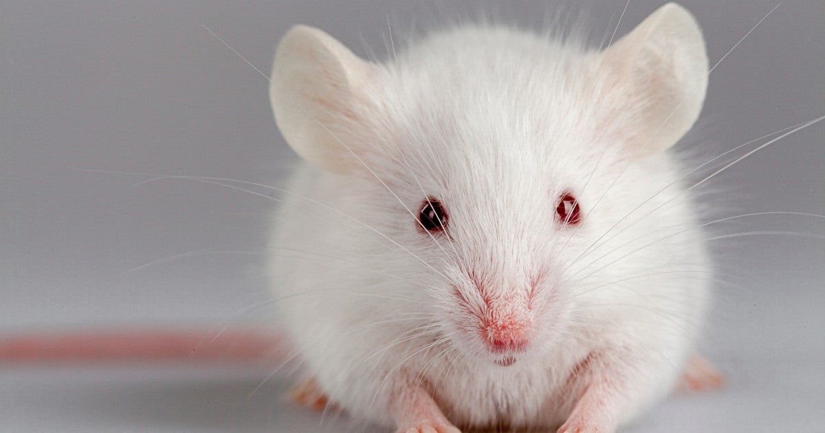 Beauty industry trade group wins Spira Award for championing end to new ...