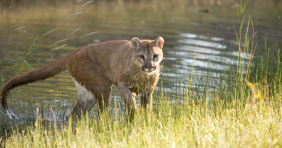 Nebraska once again opens its fragile mountain lion population to ...