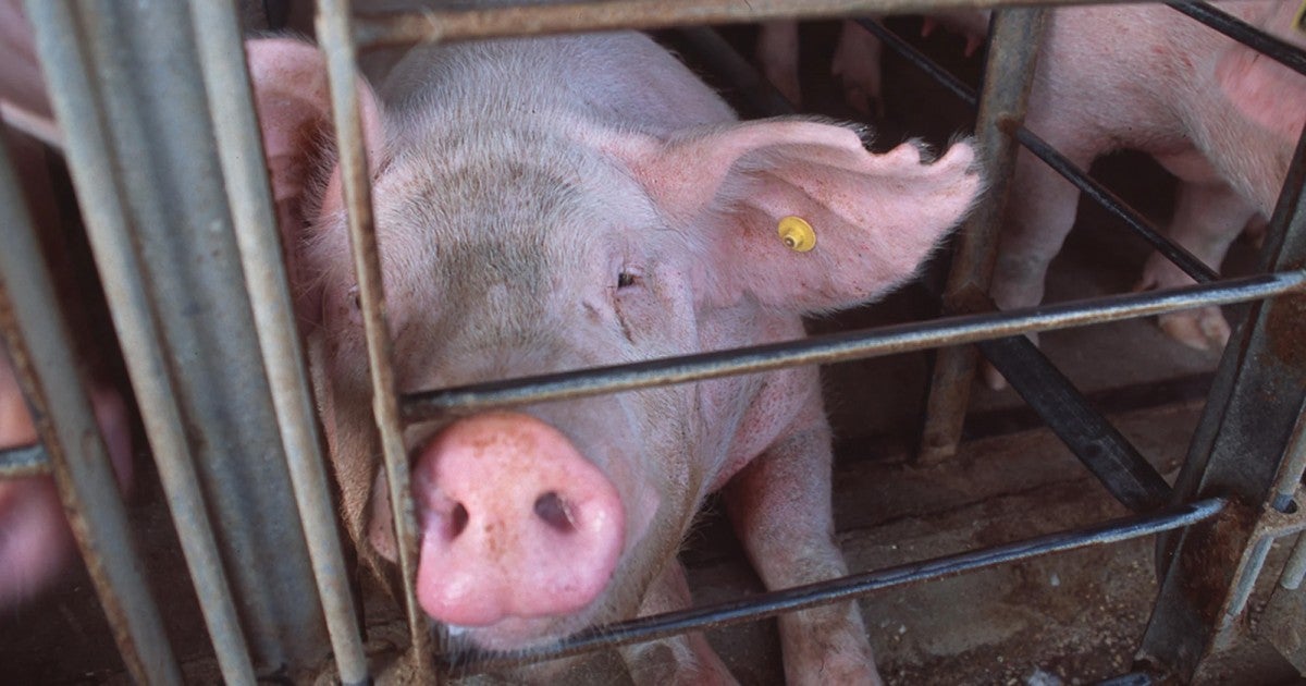 Help stop ‘fix’ in Farm Bill that would undercut strongest farm animal ...