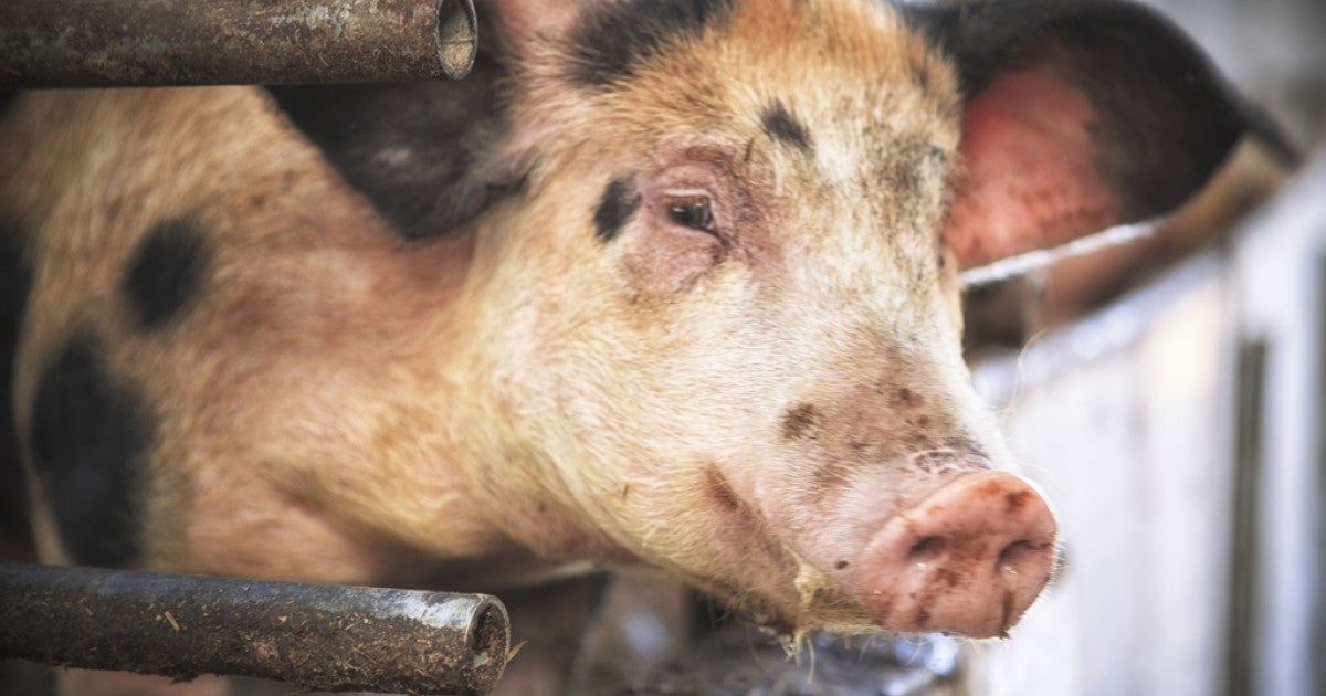 The next global pandemic could begin at a factory farm: HSI report ...