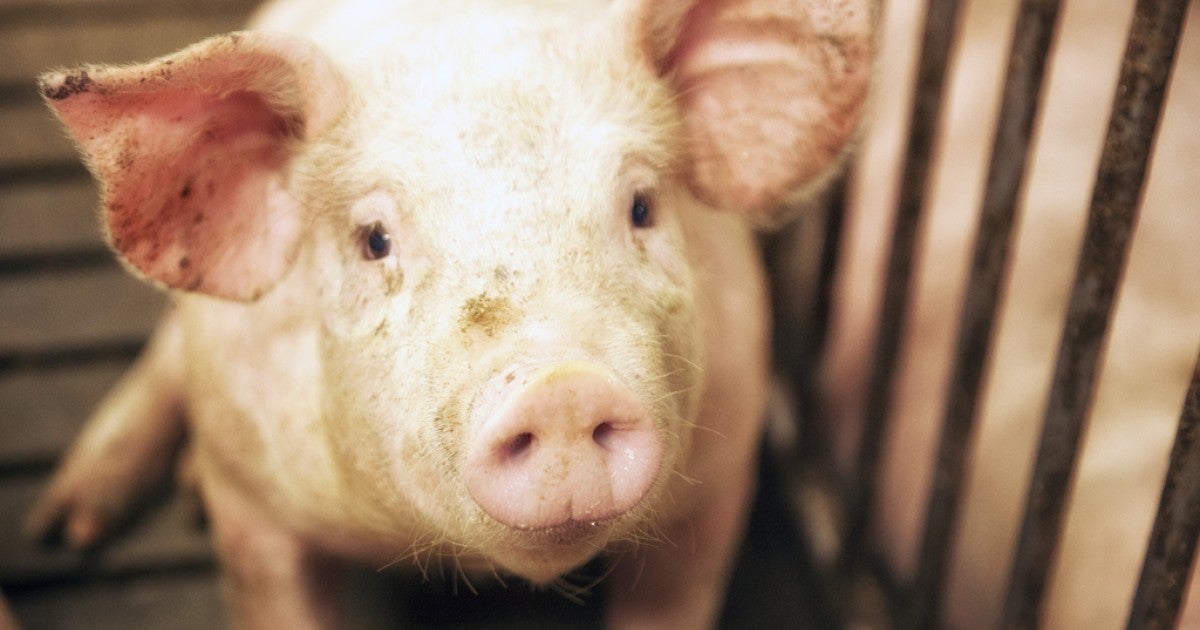 HSUS, HSLF and partners urge Congress to end higher killing speeds at ...