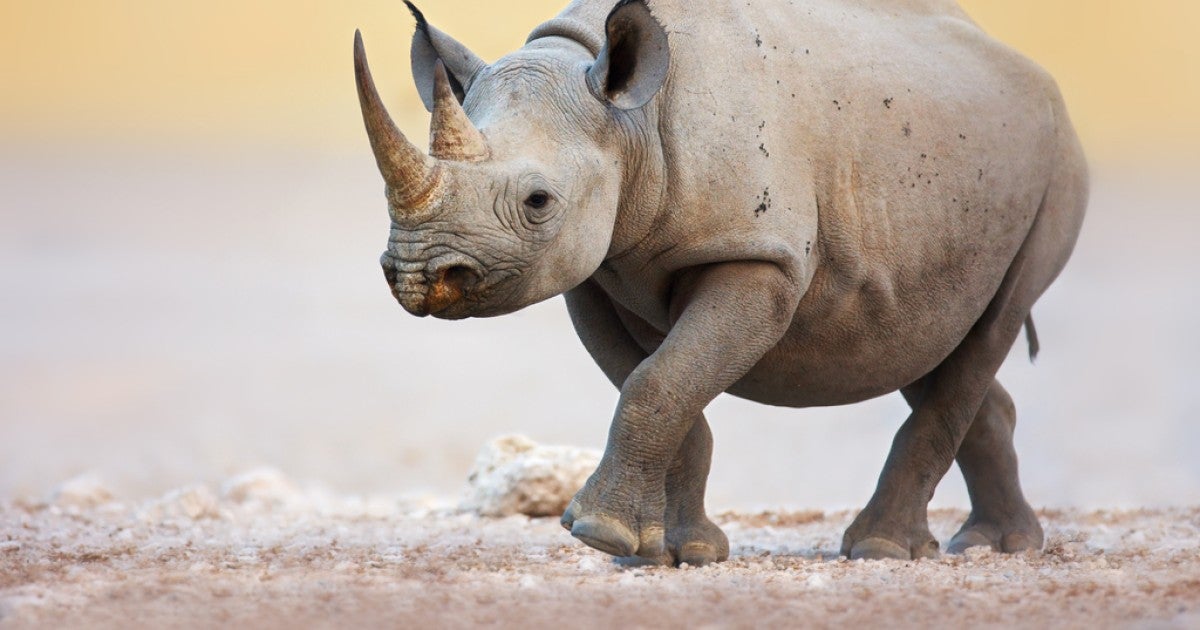 China urged to protect rhinos by ending trophy imports | Humane World ...