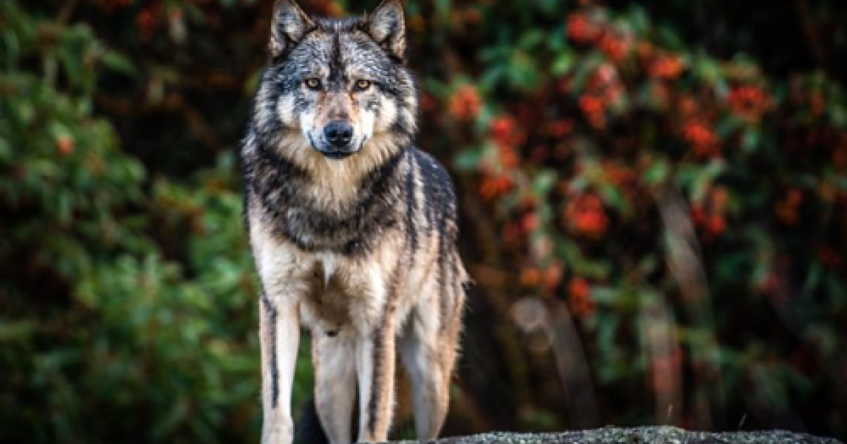The killing of Takaya, Canada's famous lone wolf, highlights urgent ...