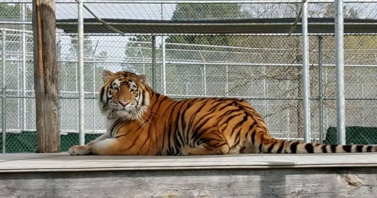 Tiger left in deserted Houston house is now at home at Black Beauty ...