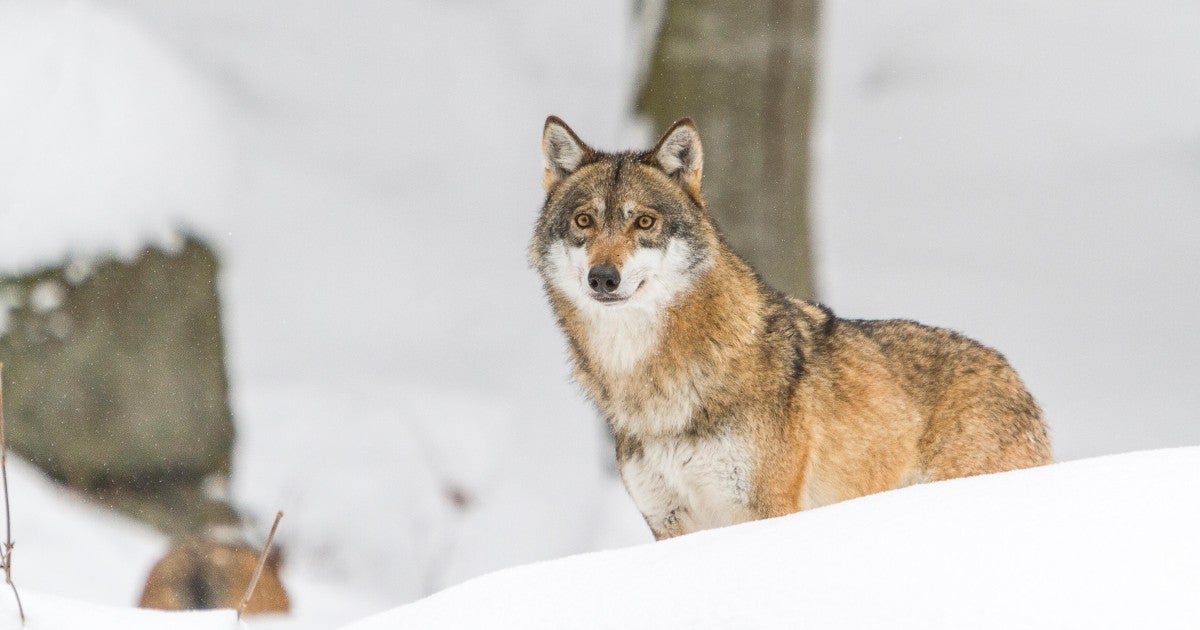 Court grants Kansas trophy hunters’ request to open season on Wisconsin ...