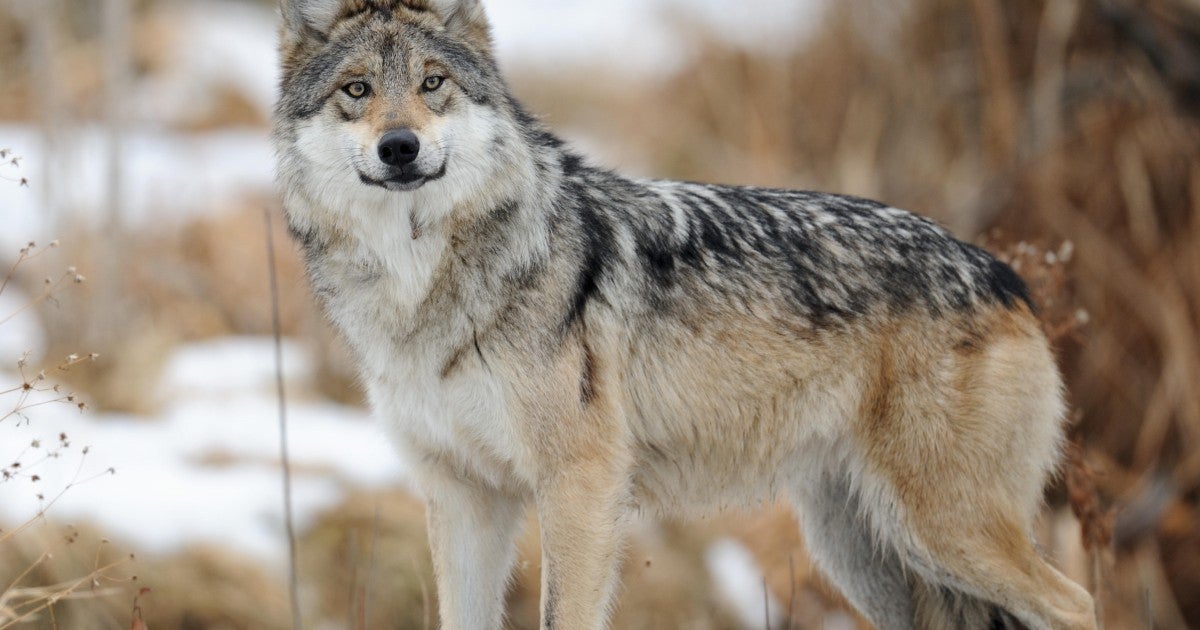Infamous trophy hunt shows what happens when gray wolves are stripped ...
