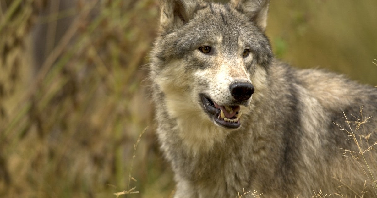 Breaking news: Efforts to open an early wolf trophy hunting season in ...