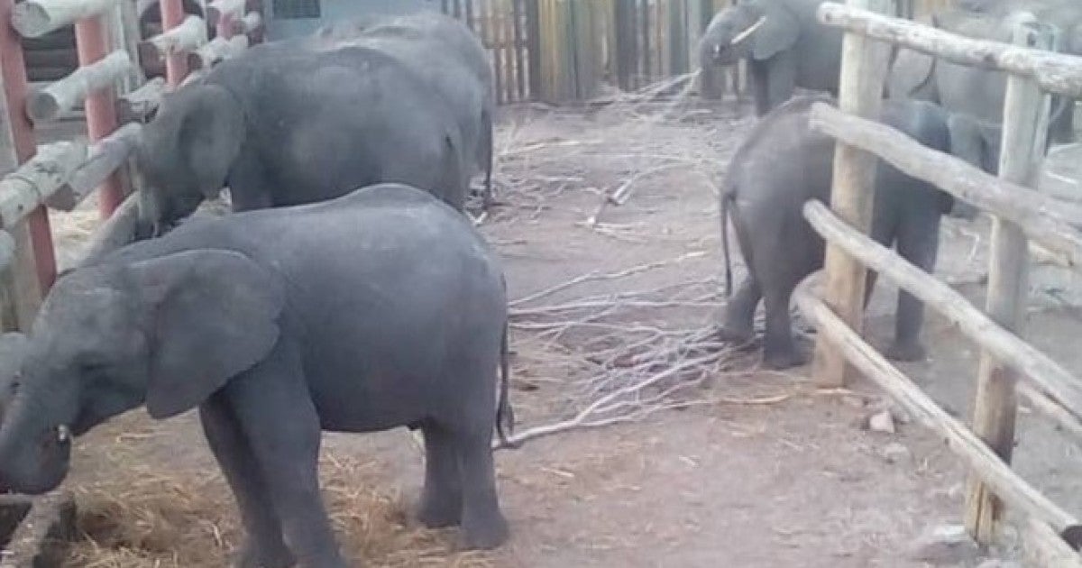 Zimbabwe ships more than 30 baby elephants, torn from the wild, to ...