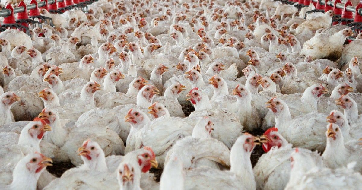 New hope for broiler chickens who are bred to grow so fast they can ...