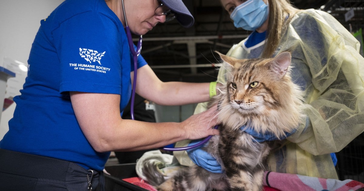 USDA permanently revokes license of breeder where our Animal Rescue ...