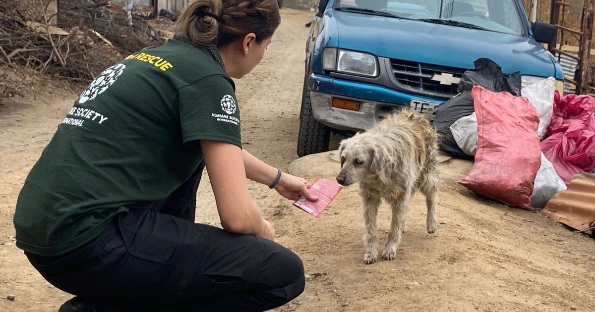 In Chile, our rescue team is helping save hundreds of animals imperiled ...