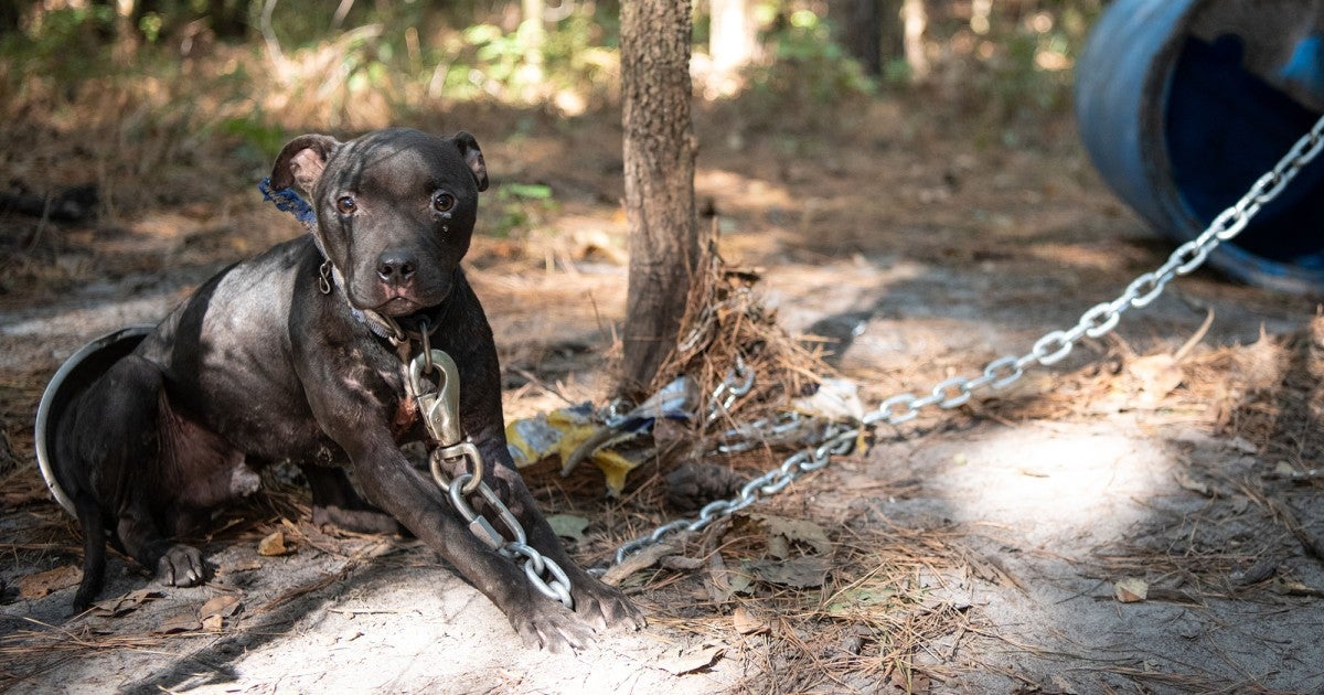 The social impact of dogfighting and the rehabilitation of dogfighters ...