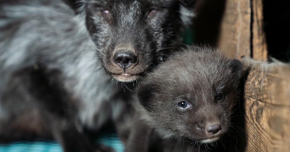 Largest-ever anti-fur campaign urges Max Mara to go fur-free | Humane ...