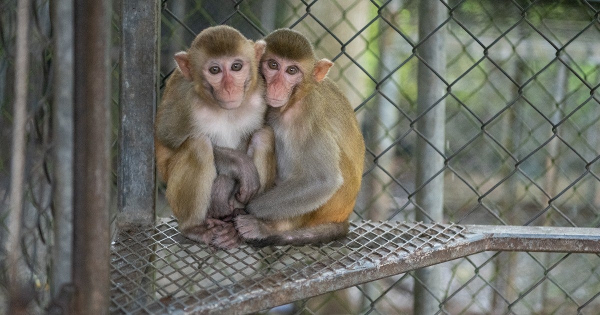 Proposed monkey warehouse in Georgia would be a step backward for ...