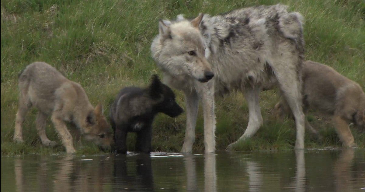 Breaking: US Fish and Wildlife Service fails to protect wolves from ...