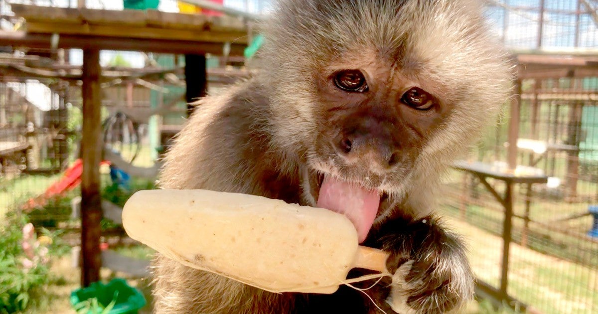 capuchin monkey diet