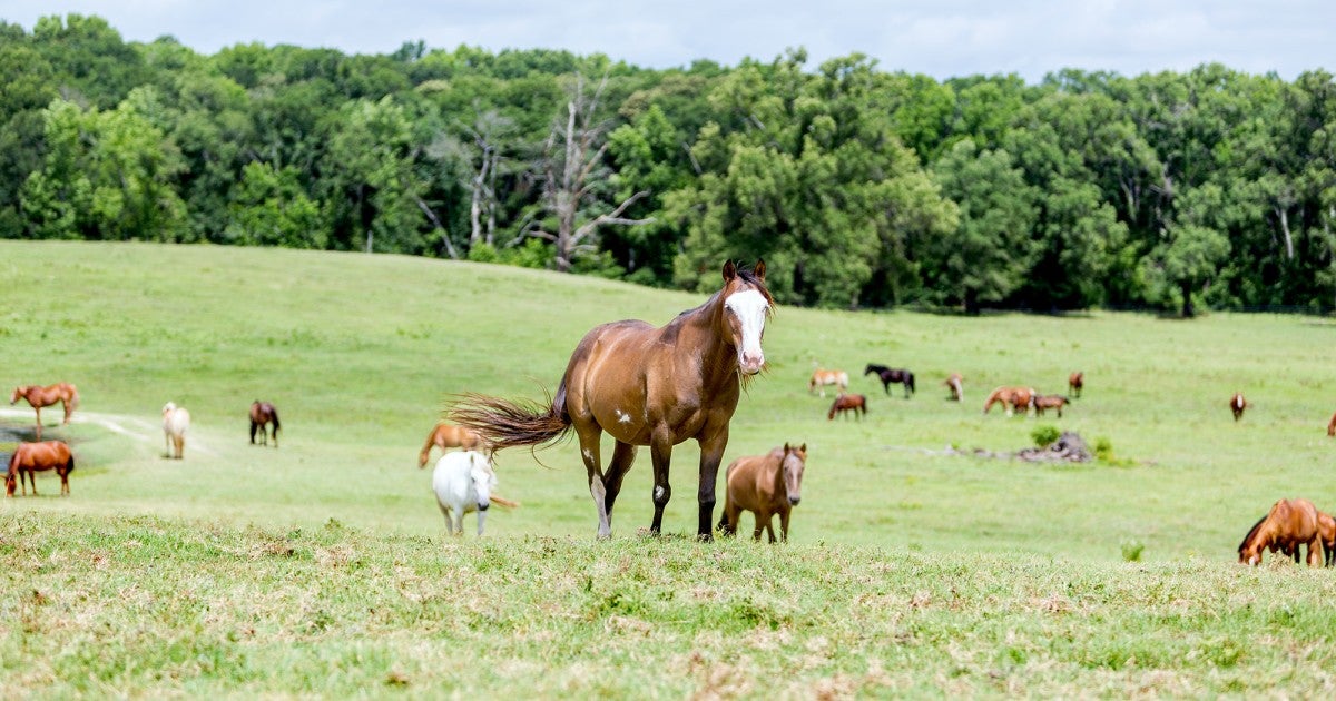 Welcome to Black Beauty Ranch | Humane World for Animals
