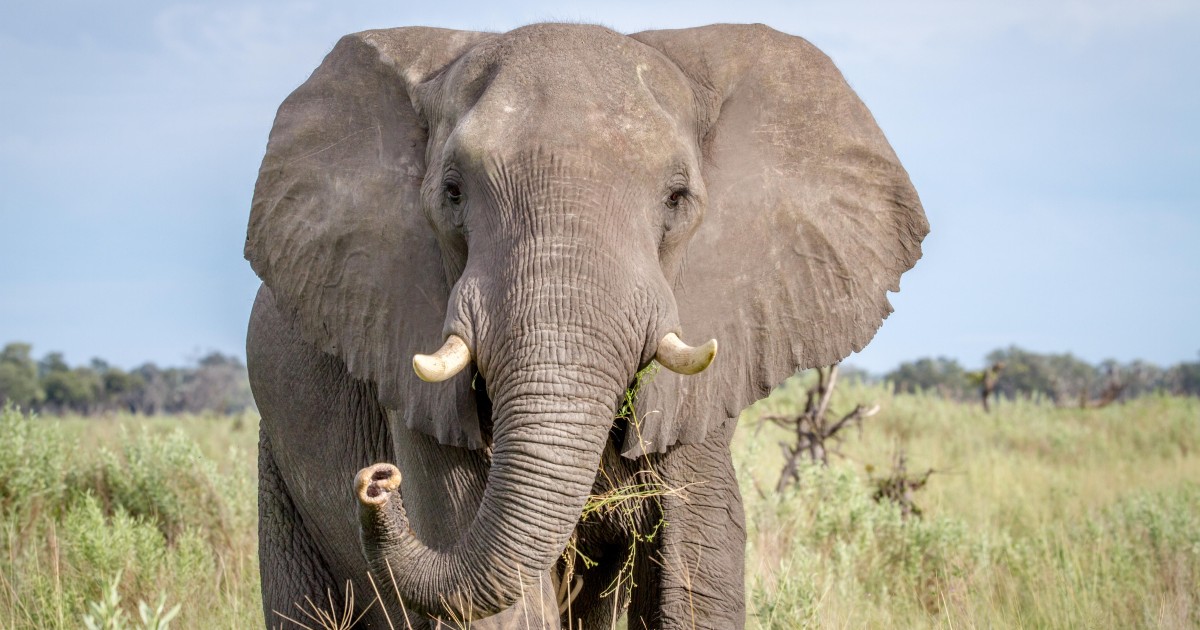 Another beloved elephant in Tanzania has been killed by a trophy hunter ...
