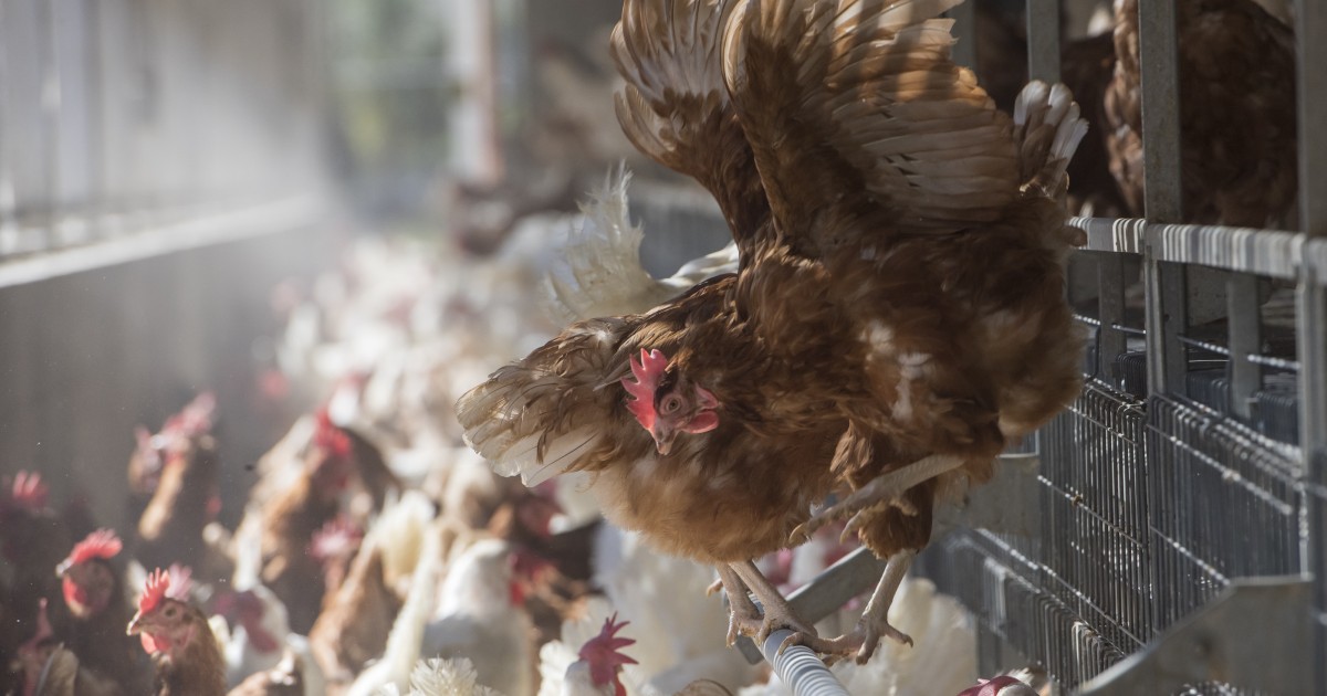 Major progress! 40% of hens used for eggs in the U.S. are now cage-free ...