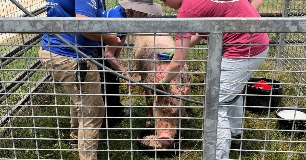 How We Care for Sick & Senior Animals at Black Beauty Ranch