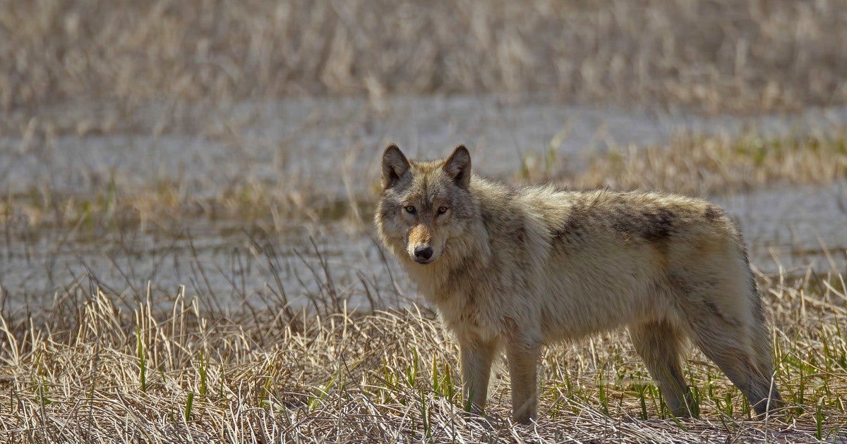 Outcry over wolf’s torment and killing in Wyoming continues, rightly so ...