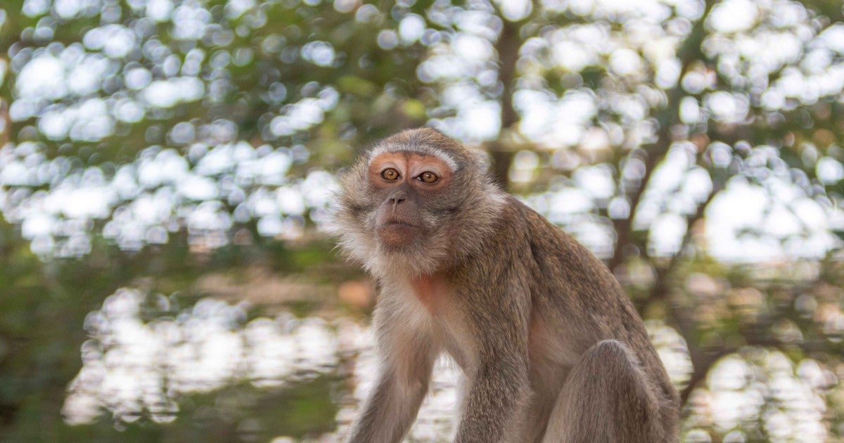 Our fight against expanded use of monkeys in research heats up | Humane ...