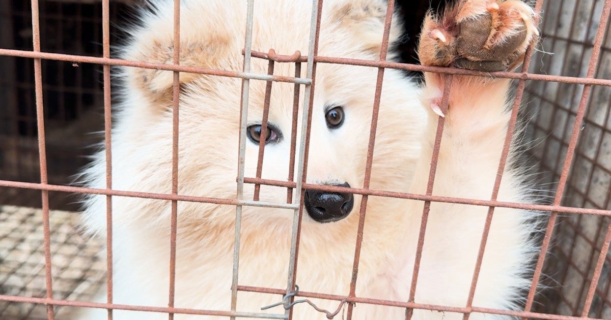 Fur farm investigation exposes immense suffering and disease risk in ...