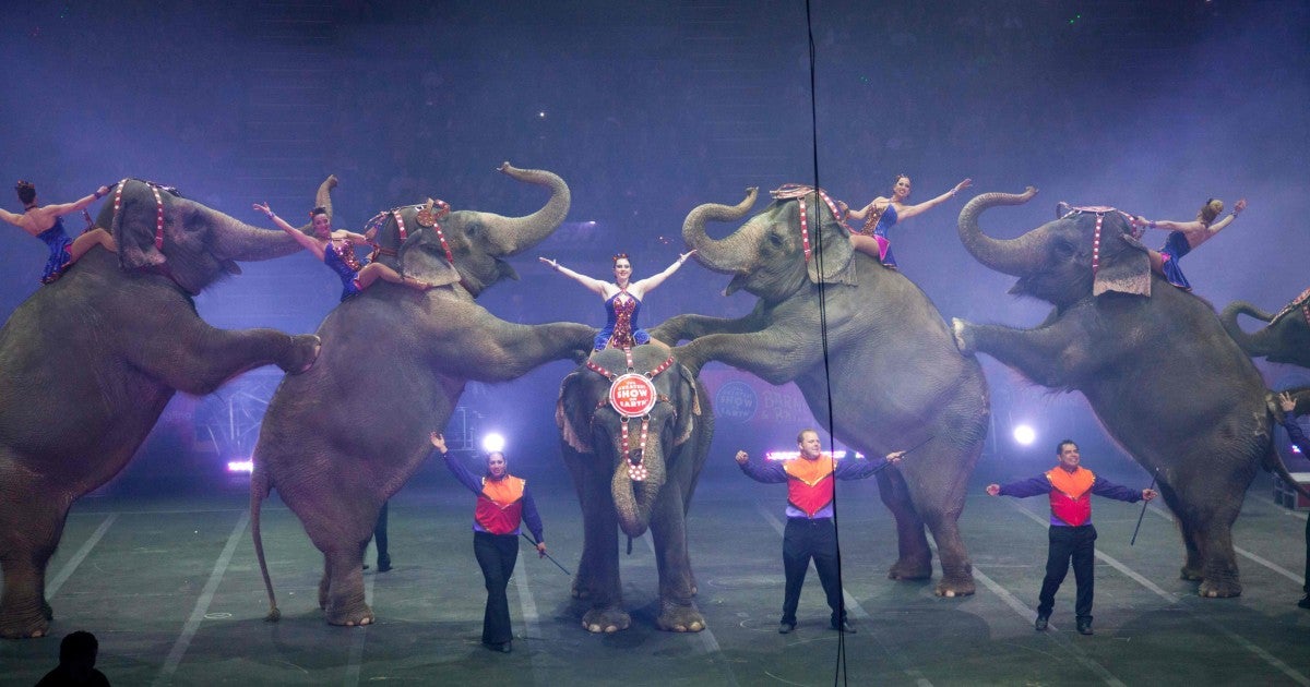 statistics about circus animals
