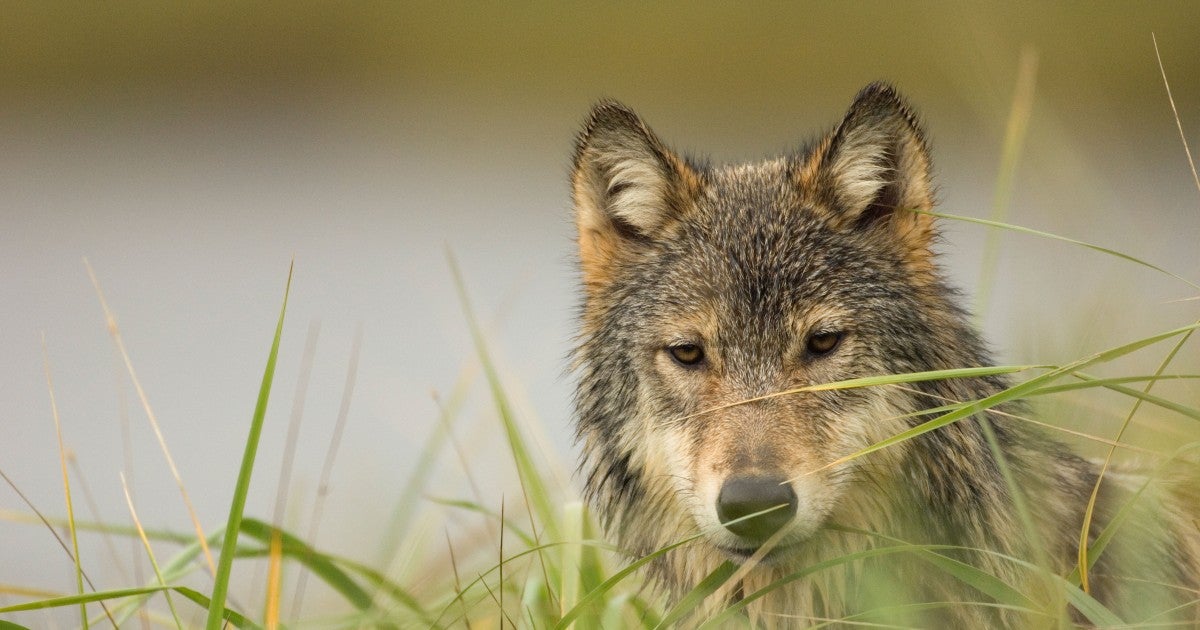 Horrific wolf killing in Wyoming shows urgent need for increased ...