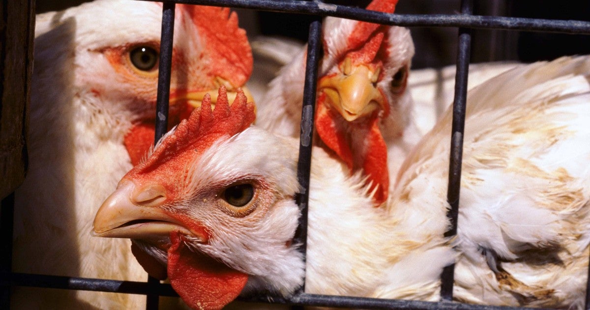 We rated food companies on their efforts to save animals. See who makes ...