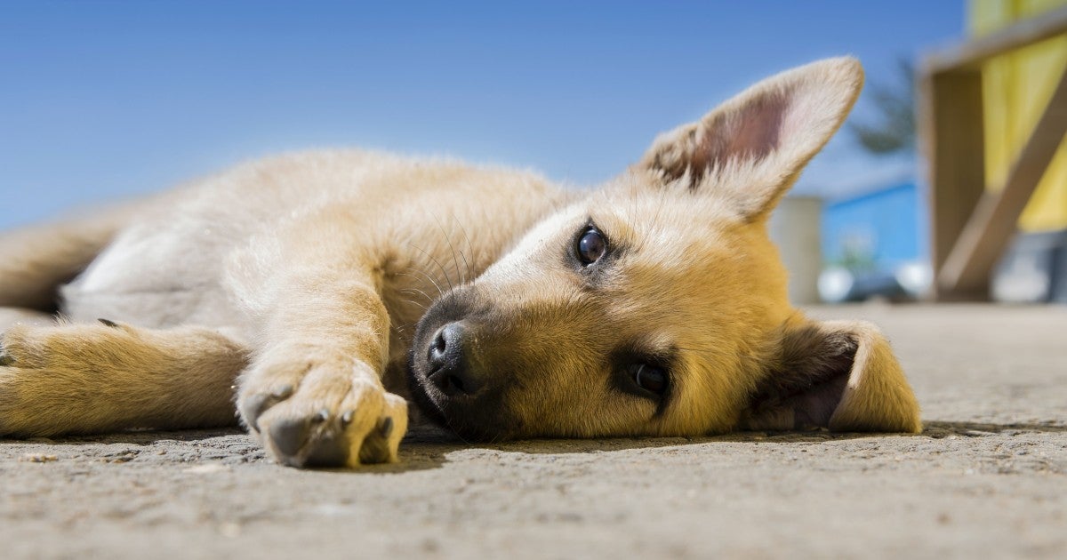 The truth Gov. Noem’s puppy-killing scandal reveals about us all ...