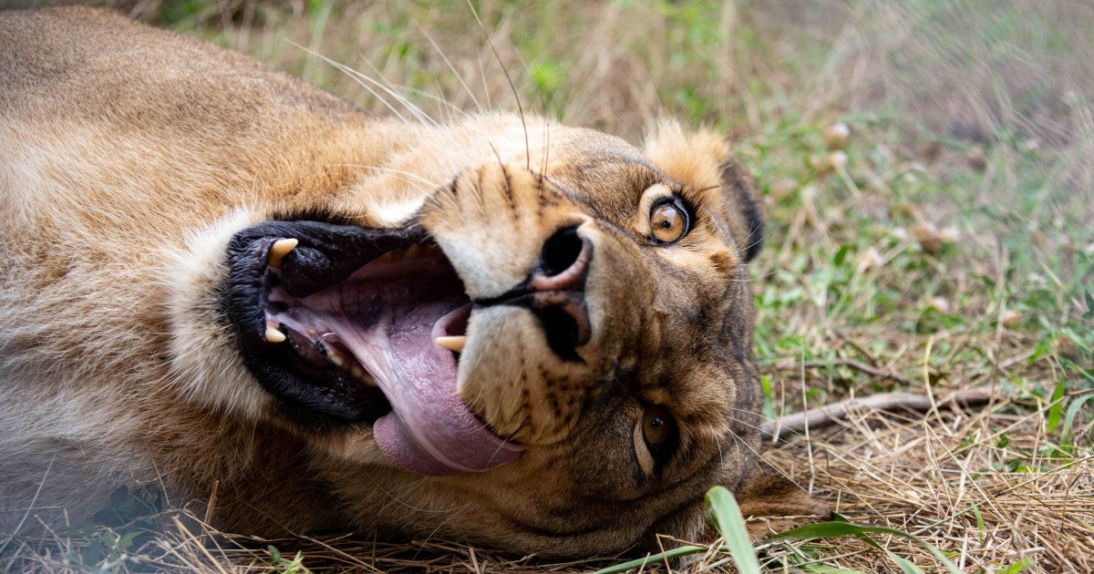 At our sanctuary, ex-zoo lioness goes from stressed to blessed | Humane ...