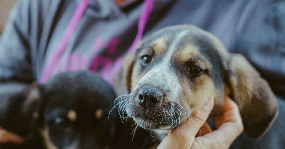 Companion animal welfare | Humane World for Animals