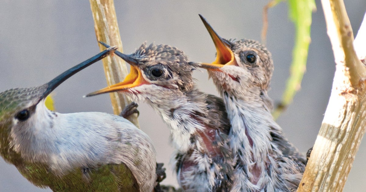 How wild animals help each other | Humane World for Animals