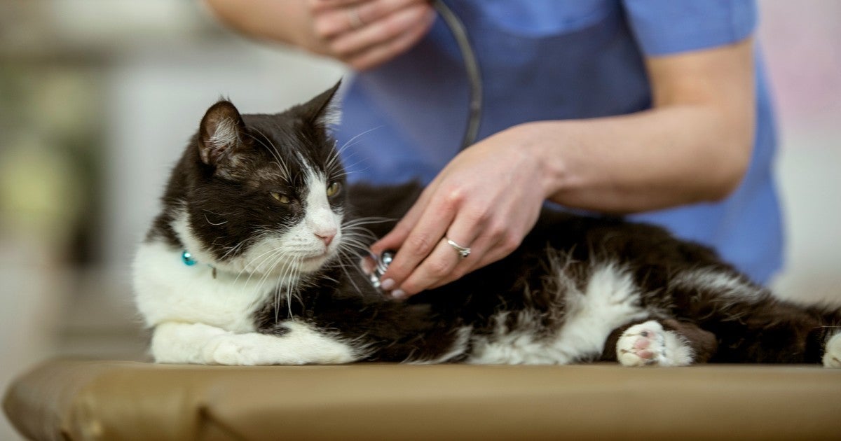 coffee ground puke cat